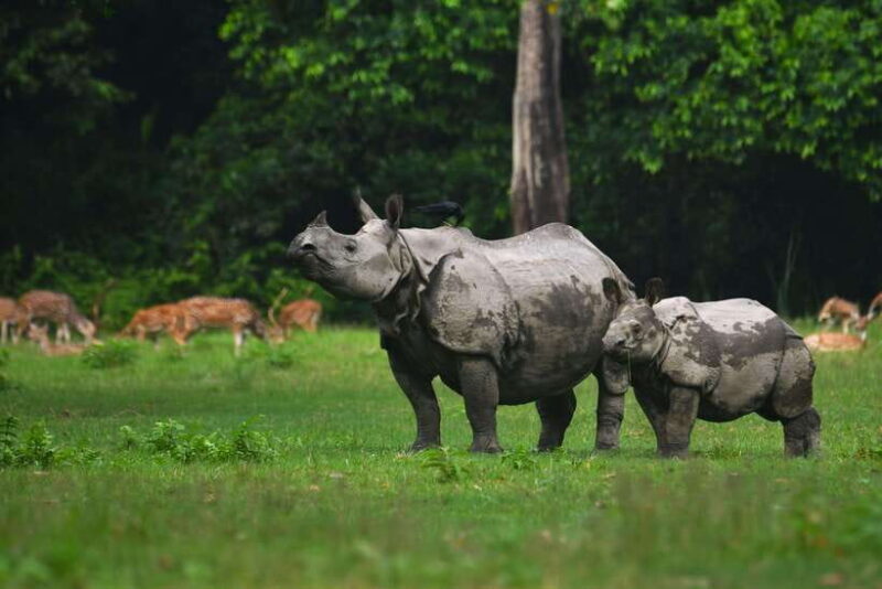Chitwan National Park Tours: 3 Nights 4 days Full Package - Analyzing the Value