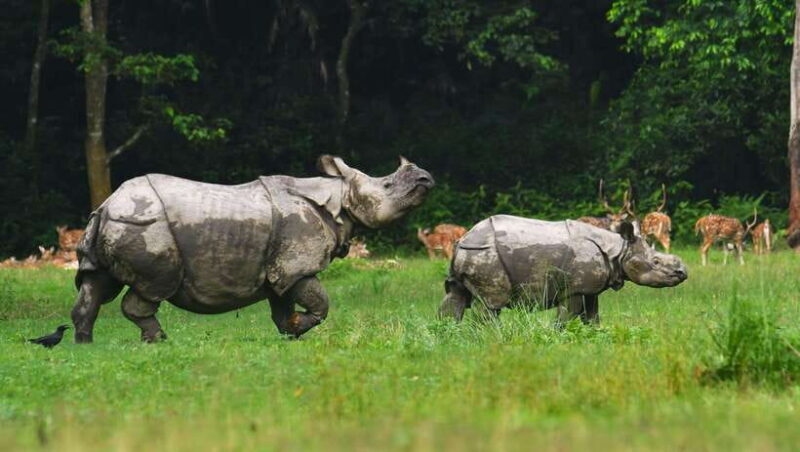 Chitwan National Park Tours: 3 Nights 4 days Full Package - Who Would Enjoy This Tour?