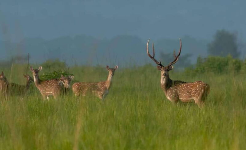 Chitwan National Park Tours: 3 Nights 4 days Full Package - FAQ