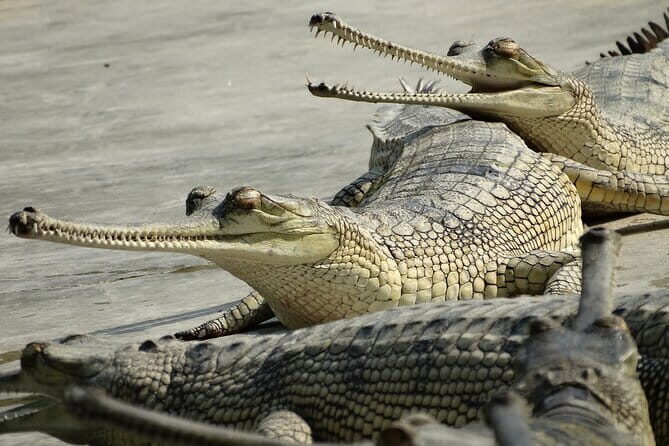 Chitwan to Kathmandu One Way Transfer by Private AC Car - FAQ