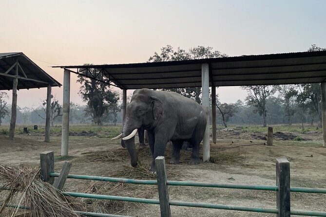 Chitwna Jungle Safari 2N3Days Full Package - Key Points