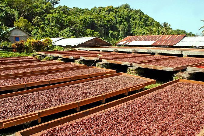 Chocolate Factory Belmont Estate, Annandale Falls & Grand Etang Lake Tour - Final Thoughts: Who Will Love This Tour?