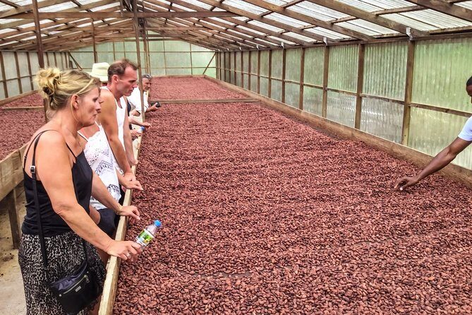 Chocolate Factory Belmont Estate, Annandale Falls & Grand Etang Lake Tour - FAQs