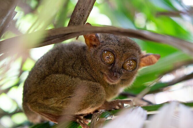 Chocolate Hills Tour Tarsier Loboc River in Bohol - Final Thoughts: Is This Tour Right for You?