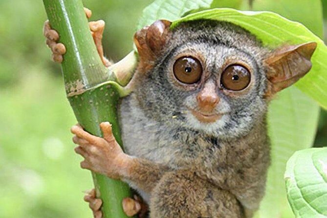Chocolate hills tour with Tarsier & Loboc river Buffet Lunch (half-day tour) - Practical Tips for Potential Participants