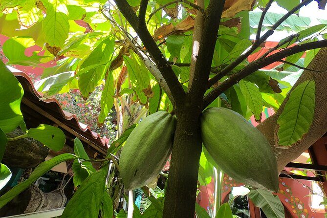 Chocolate Tasting & mayan show - Final Thoughts