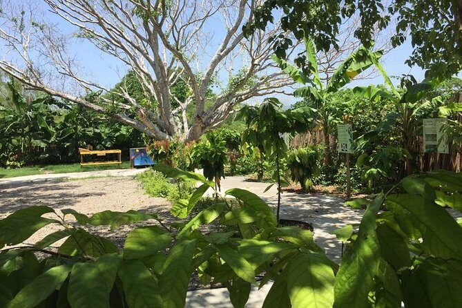 Chocolate Tour in Vallarta - FAQs