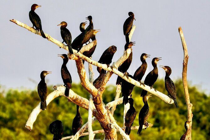 Chong Kneas Floating Village Rowing Boat Tour on Tonlé Sap Lake - Frequently Asked Questions