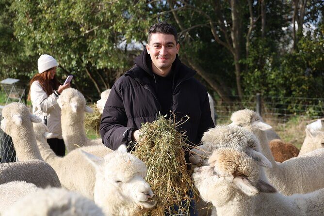 Christchurch Alpaca Farm Tour From Kaiapoi - An In-Depth Look at the Christchurch Alpaca Farm Tour