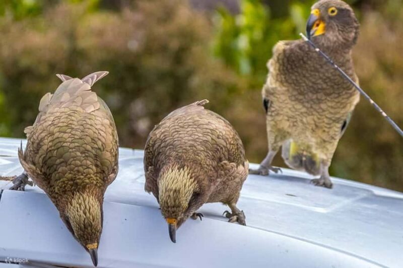 Christchurch: Arthurs Pass & Castle Hill Private Tour - What You Can Expect on the Tour