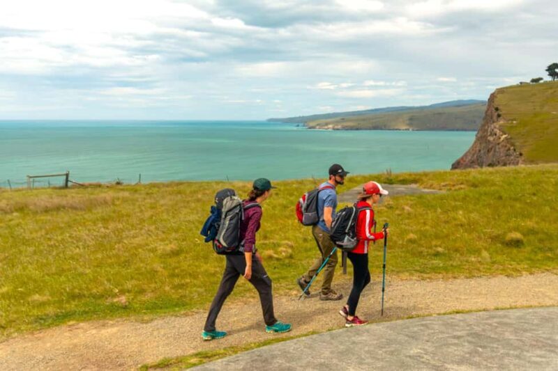 Christchurch: Godley Head & Lyttelton Guided Walking Tour - An In-Depth Look at the Tour Experience