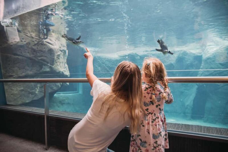 Christchurch International Antarctic Centre Entry Tickets - An Introduction to the Antarctic Centre Experience