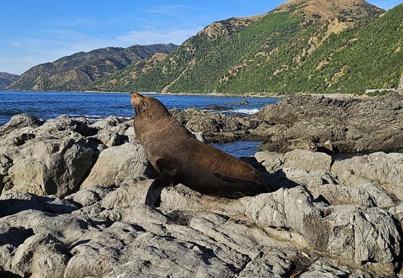 Christchurch: Kaikoura Whale Watching Day Tour - Visiting the Seal Colony and Local Flavor