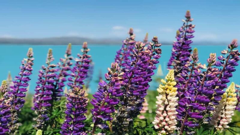 Christchurch: Mt Cook & Tekapo Small-Group Tour (incl Lunch) - Key Points