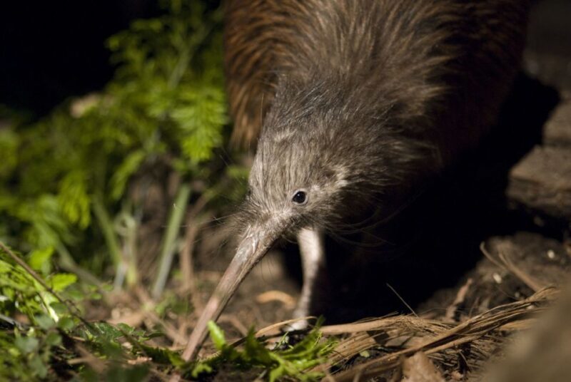 Christchurch: Orana Wildlife Park Admission - Introduction