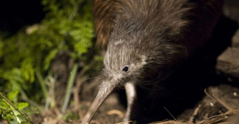 Christchurch: Orana Wildlife Park Admission - What Youll See and Do
