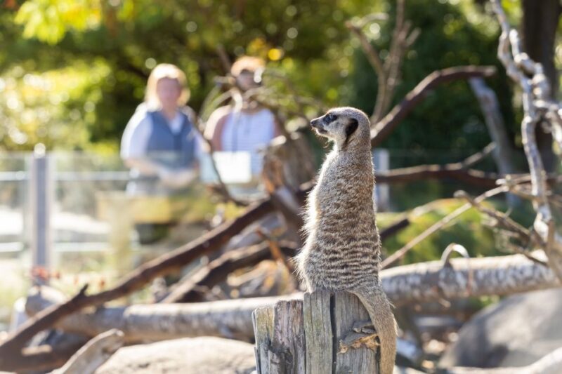 Christchurch: Orana Wildlife Park Admission - Who Should Visit?