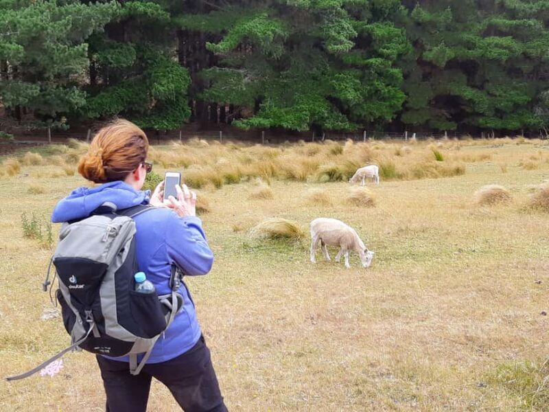 Christchurch: Packhorse Hut Guided Walk and Scenic Drive - An In-Depth Look at the Experience