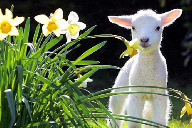 Christchurch Sheep Farm Visit - What to Expect from This Sheep Farm Tour