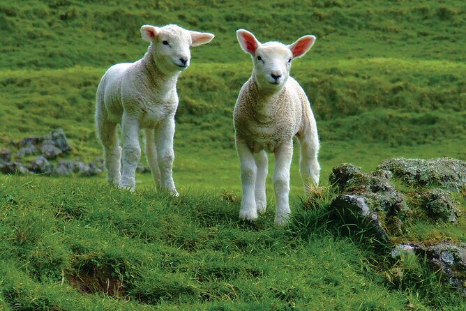 Christchurch Sheep Farm Visit - Who Will Love This Tour?