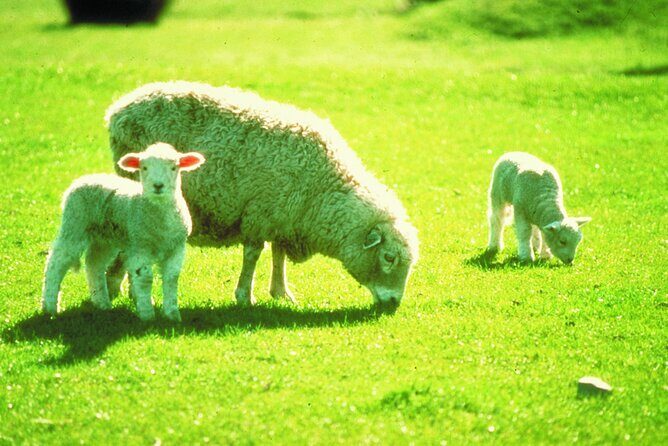 Christchurch Sheep Farm Visit - FAQs