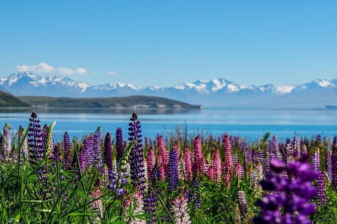 Christchurch to Mt Cook via Lake Tekapo Half-Day Tour (One-Way) - FAQs