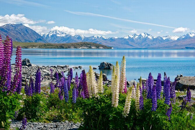 Christchurch to Queenstown One way via Mt Cook with Breakfast - Why This Tour Offers Great Value