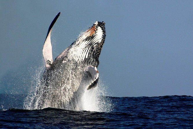 Christmas Eve Dinner Cruise - FAQ