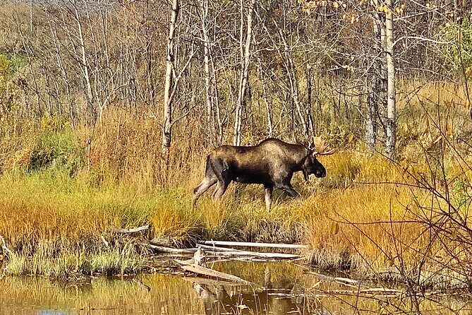 Chugach State Park Nature Walk - Who Should Consider This Tour?