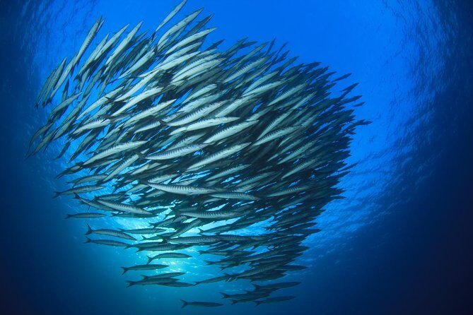 Chumphon Pinnacle-Koh Tao 2 dive trip for certified divers - What You Can Expect on This Dive Day