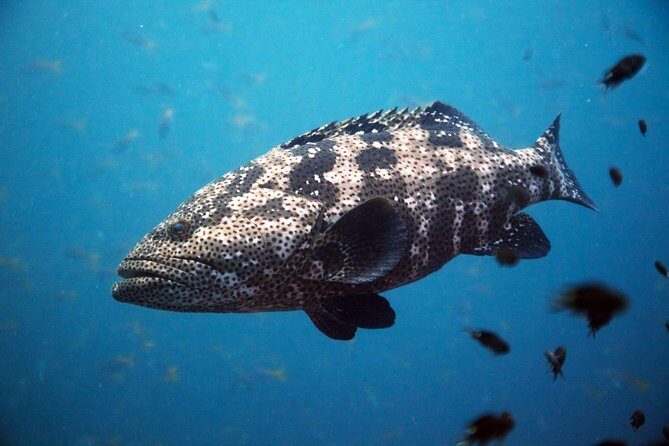 Chumphon Pinnacle-Koh Tao 2 dive trip for certified divers - What the Reviews Say