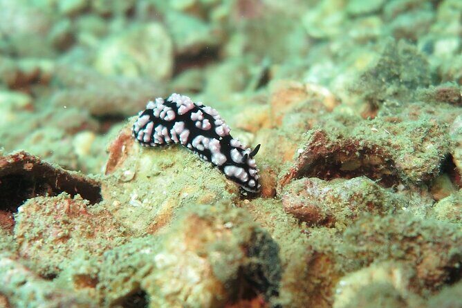Chumphon Pinnacle-Koh Tao 2 dive trip for certified divers - The Bottom Line