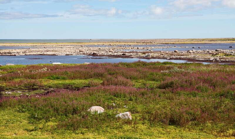 Churchill: Exclusive Tundra Buggy Day Trip - Overview of the Churchill Tundra Buggy Experience