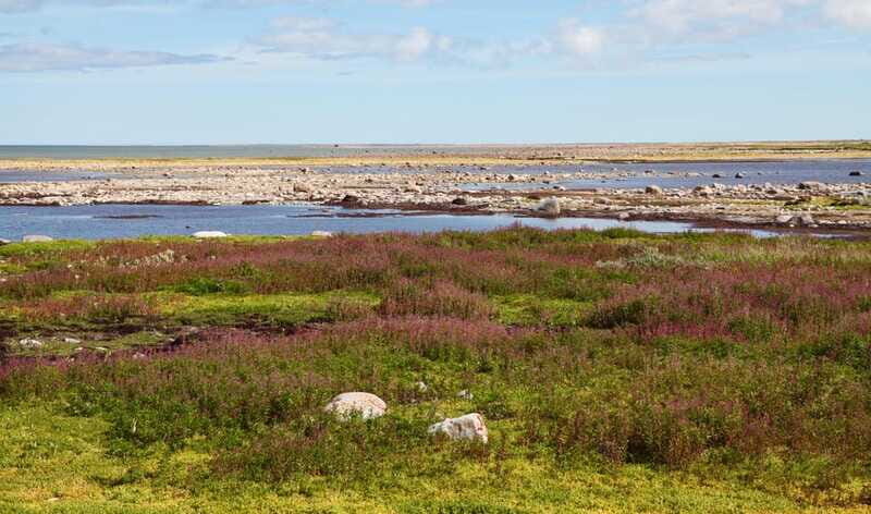Churchill: Exclusive Tundra Buggy Day Trip - What to Expect From the Tour