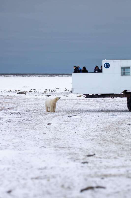 Churchill: Exclusive Tundra Buggy Day Trip - The Sum Up