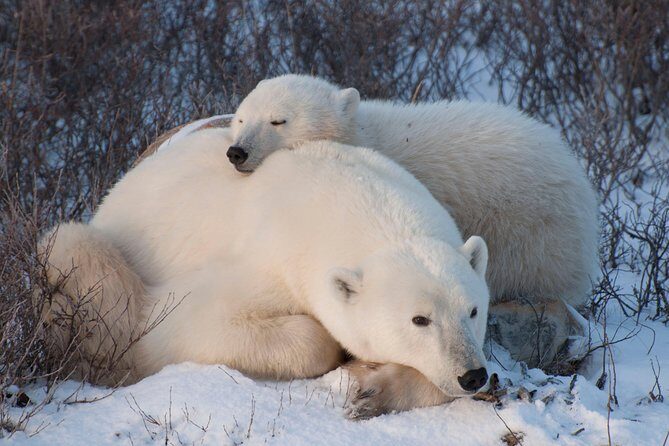 Churchill Polar Bear Experience  5-Night Classic Tour - Who Should Consider This Tour?