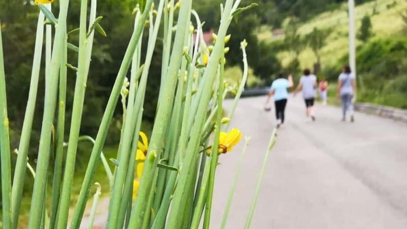 Cilento: discovering the art of broom spinning in Tortorella - Authenticity and Value