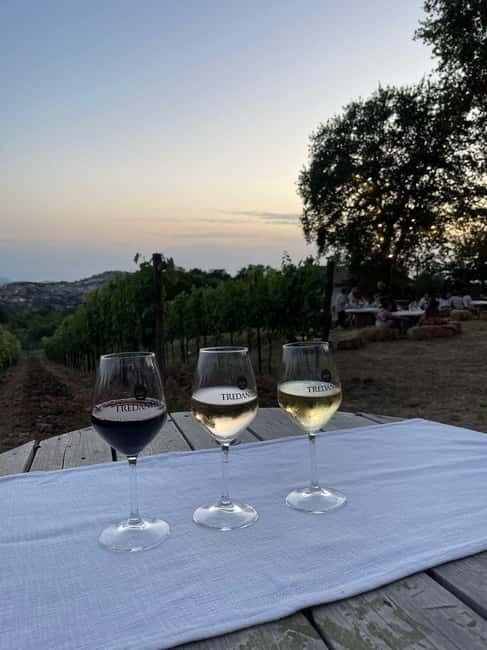 Cilento Wine: Tour & Tasting Experience - What We Like and What to Consider