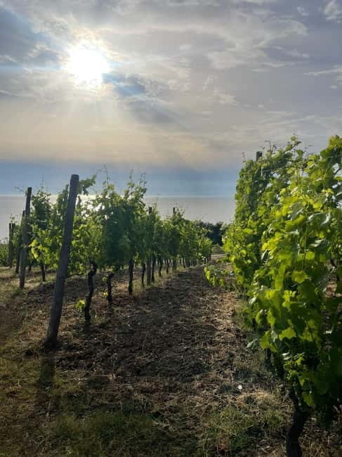 Cilento Wine: Tour & Tasting Experience - Who Should Consider This Tour?