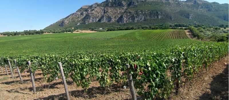 Cilento Wine: Tour & Tasting Experience - FAQs