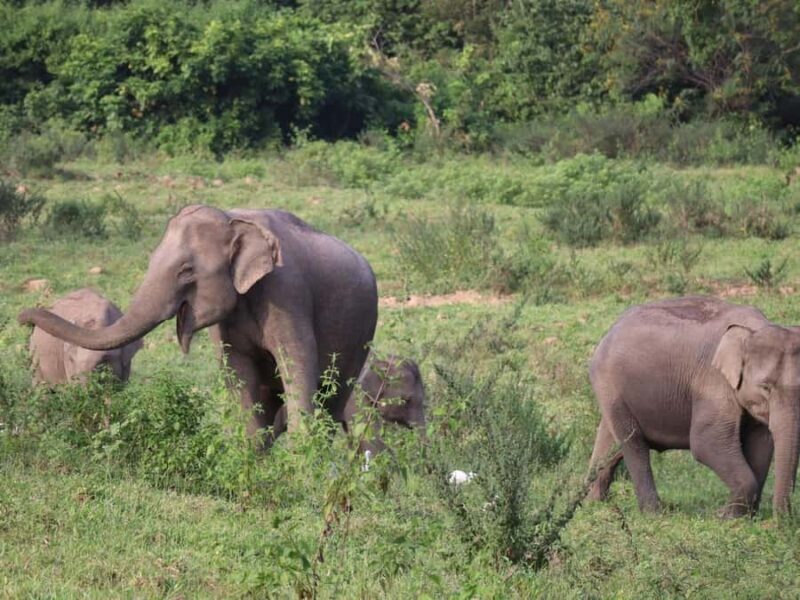 Cincinnati: Cincinnati Zoo Admission Ticket - Key Points