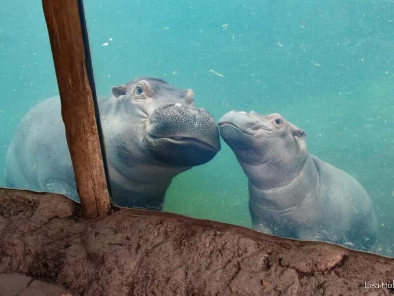 Cincinnati: Cincinnati Zoo Admission Ticket - A Closer Look at the Cincinnati Zoo Experience