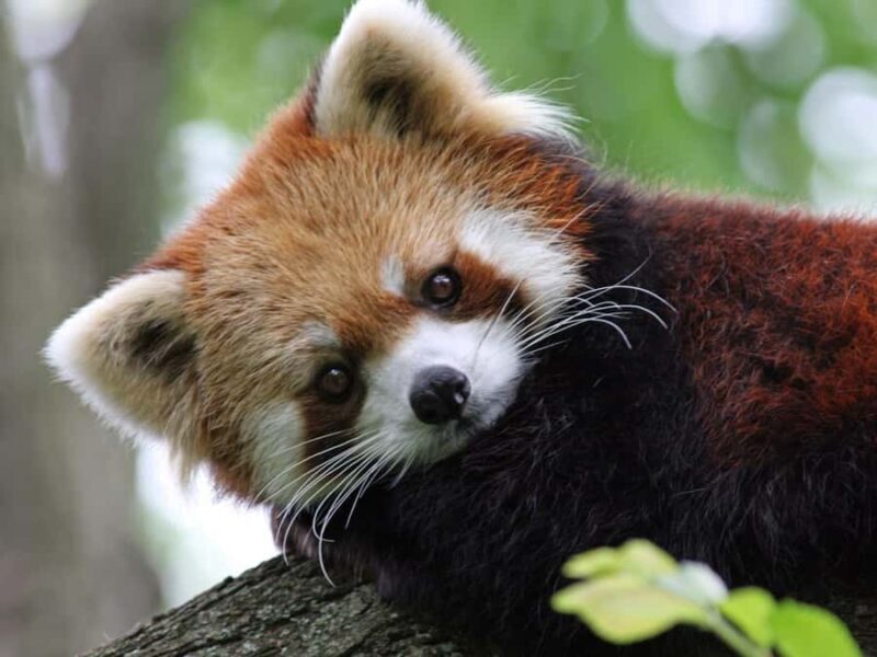 Cincinnati: Cincinnati Zoo Admission Ticket - Final Thoughts: Is the Cincinnati Zoo Worth It?