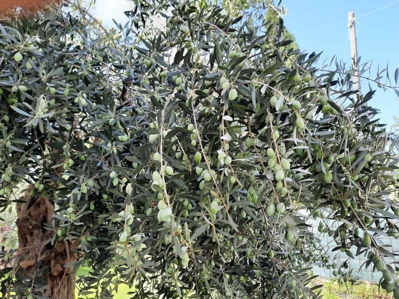 CINISI: OLIVE OIL TOUR- THE OLIVE OIL TASTING AND APERITIF TOUR - Duration, Group Size, and Accessibility