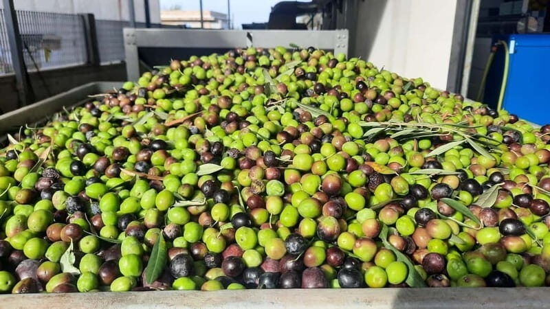 CINISI: OLIVE OIL TOUR- THE OLIVE OIL TASTING AND APERITIF TOUR - Price and Value