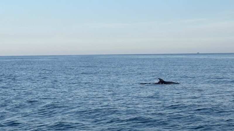 Cinque Terre: Boat Tour with Snorkeling - Key Points