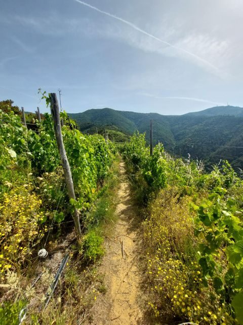 Cinque Terre from Riomaggiore to Manarola and vineyards - The Authentic Appeal of this Tour