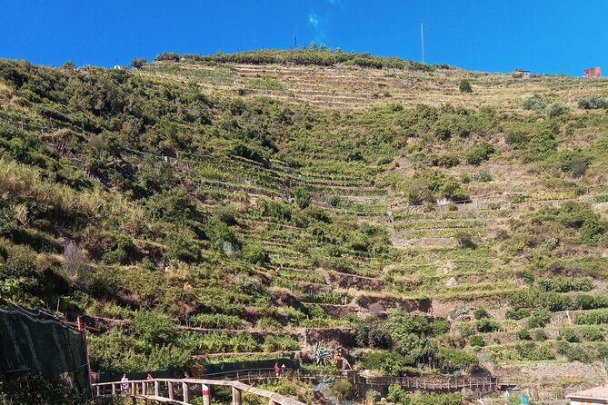 Cinque terre wine tour and tasting with the somelier in Manarola - Key Points: What You Need to Know