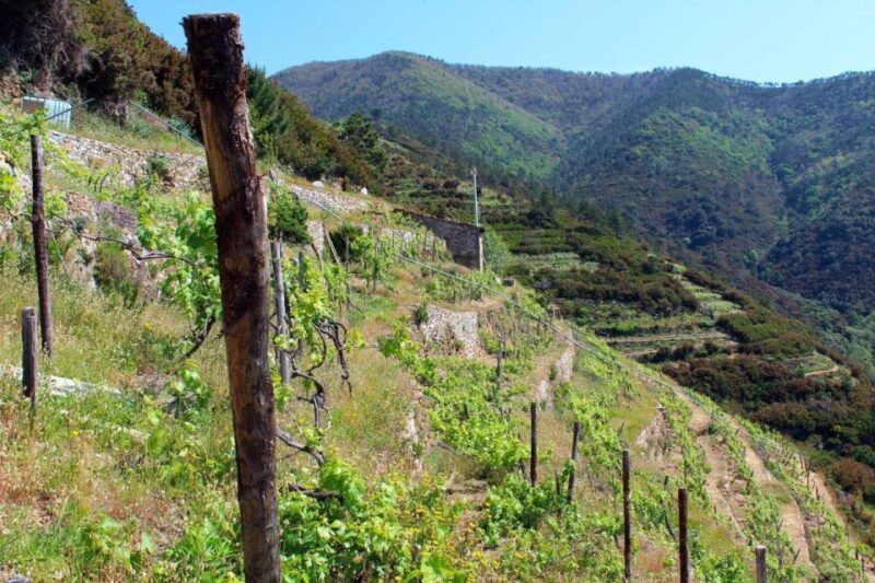 Cinque terre wine tour and tasting with the somelier - Who This Tour Is Best For