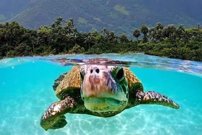 Circle Island: Swim with Turtles and Explore Paradise Oahu - FAQ